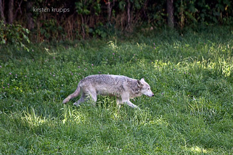 Wildlife Prairie Park| Personal