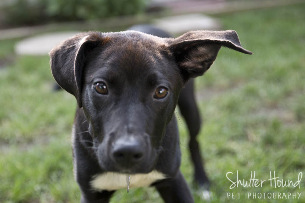 Simon, Astro, + Dexter | Volunteer Photography