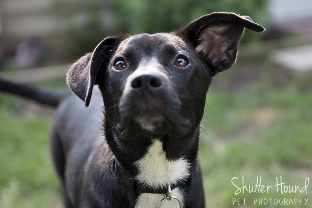 Simon, Astro, + Dexter | Volunteer Photography