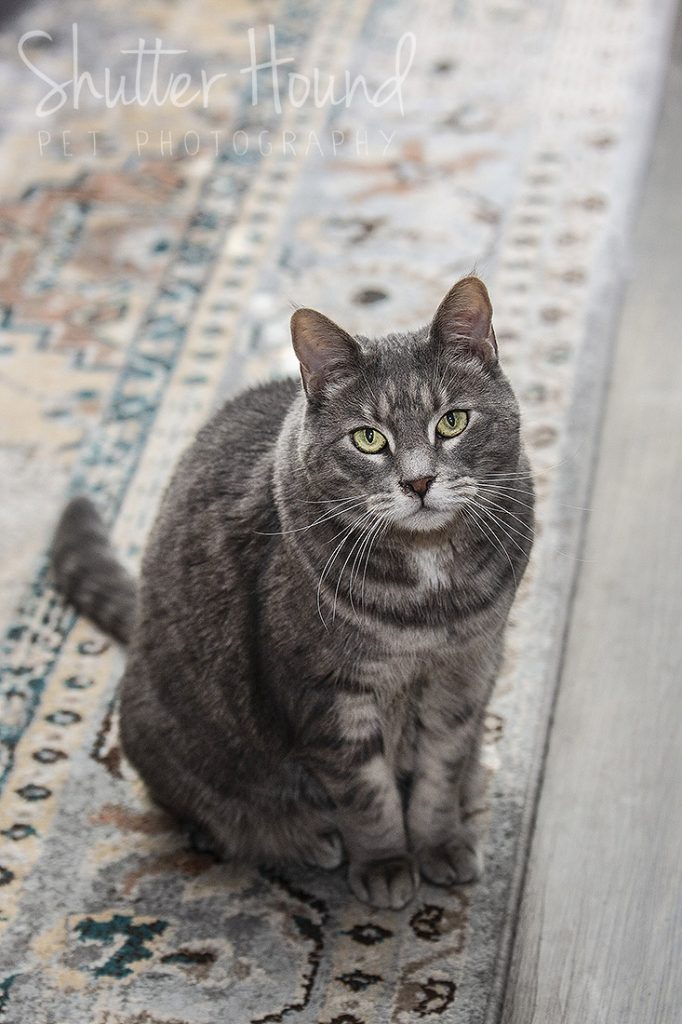 Pepper Potts + Jarvis | Together Session