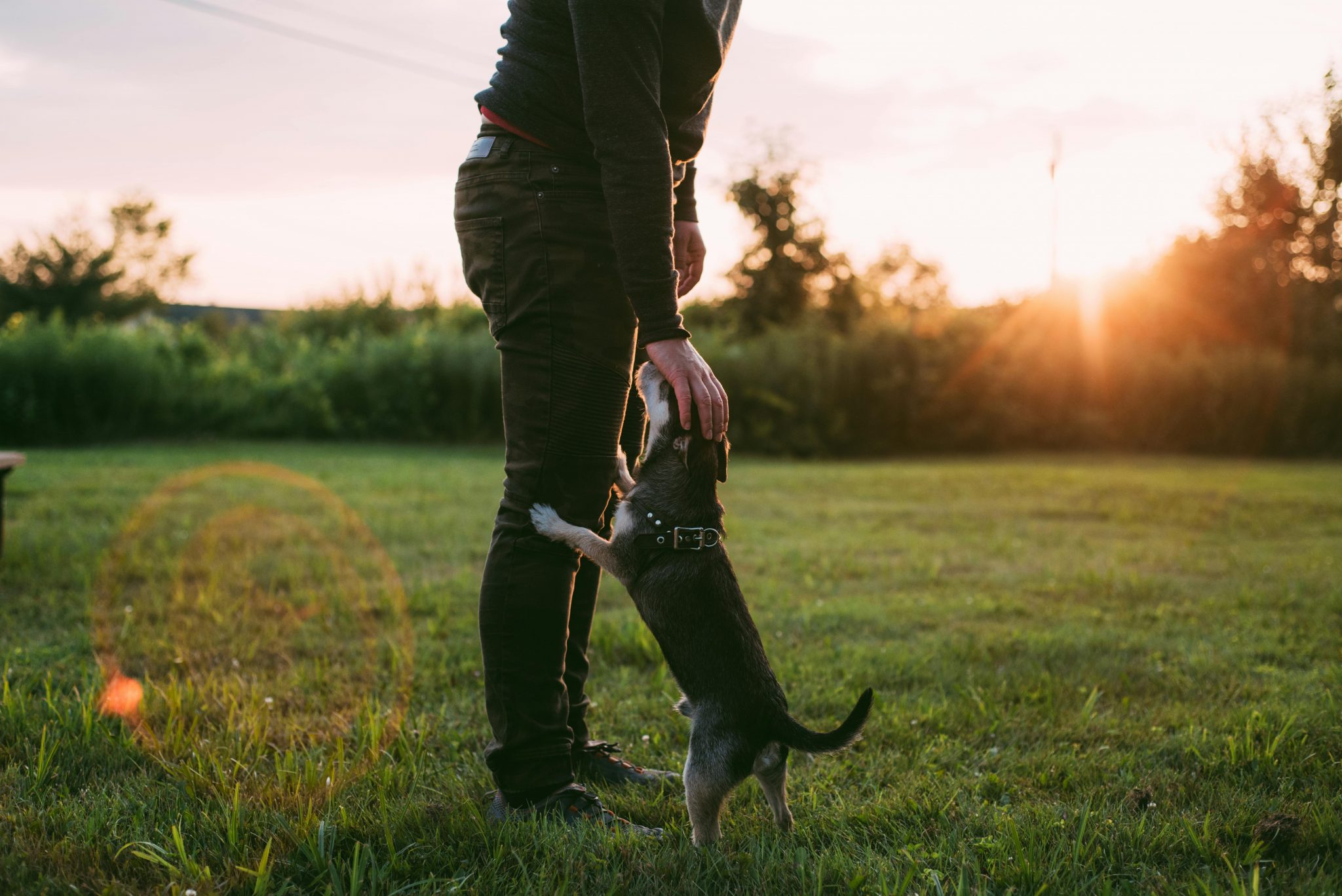 Celebrate Your Pets: A Guide to 2025 Pet-Related National Holidays and ...